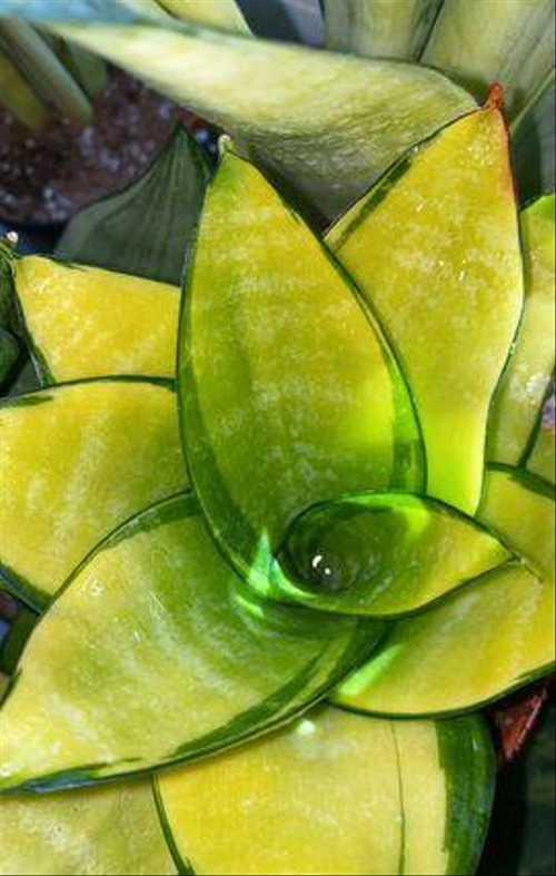 Sansevieria hahnii lemon lime