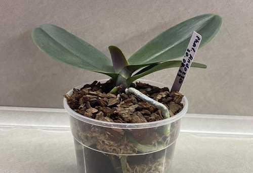 Орхидея фаленопсис Andorra