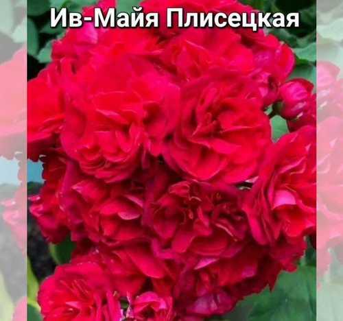 Пеларгония ив Майя Плисецкая