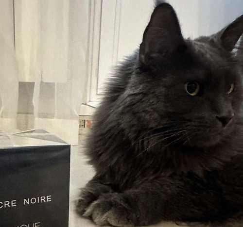 Lalique encre noire 100 ml оригинал