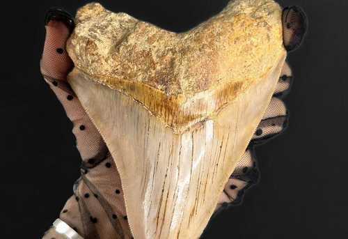 Зуб Мегалодона 13.5 см с экспертизой подлинности