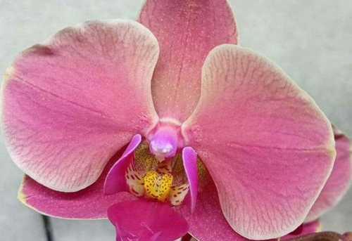 Орхидея " Нарбонна"