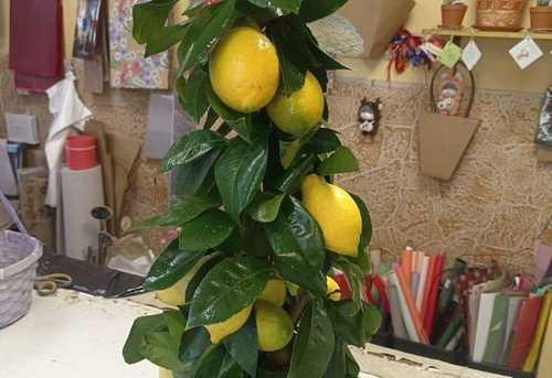 Лимонное дерево с плодами 80 см