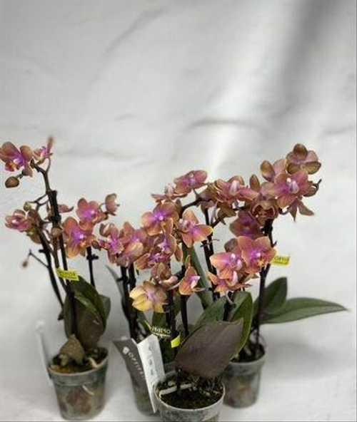Орхидея фаленопсис дасти бель