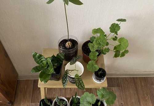 9 видов растений