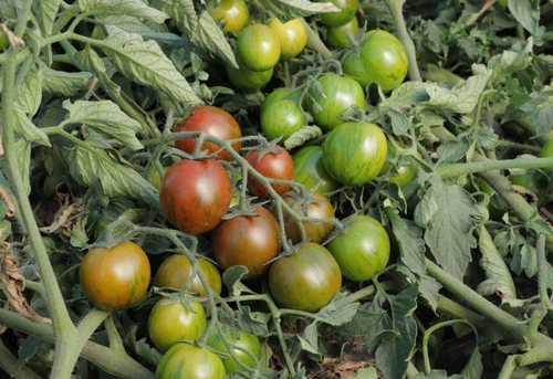 Семена томатов куро суджи F1