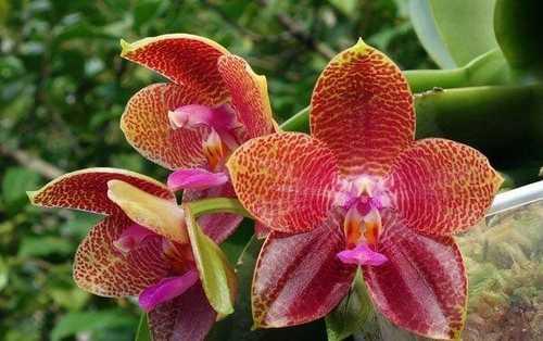 Орхидея Phal. LD Giga King