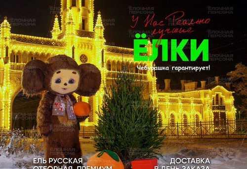 Живые ели с доставкой