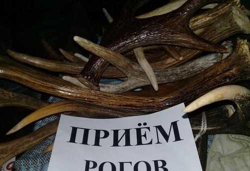 Лосиные рога