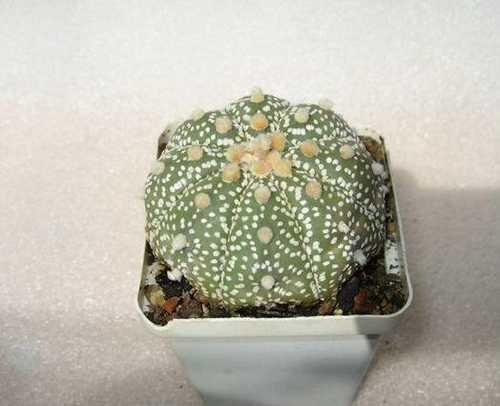 Кактус Astrophytum asterias - Астрофитум Астериас