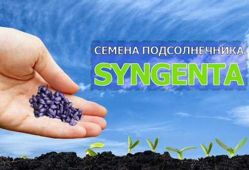 Гибриды семена подсолнечника Сингента (Syngenta)
