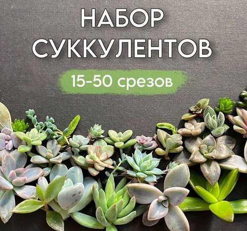 Наборы срезов 15 - 50 шт Суккуленты