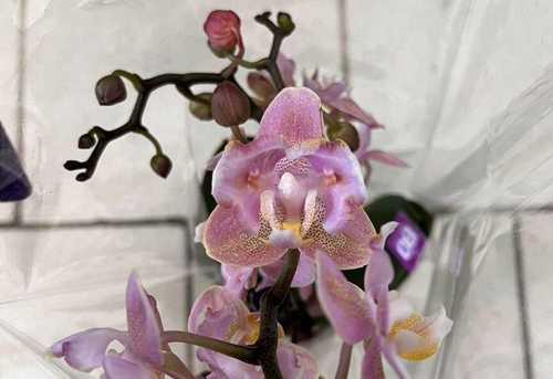 Орхидея парфюмерная фабрика бабочка