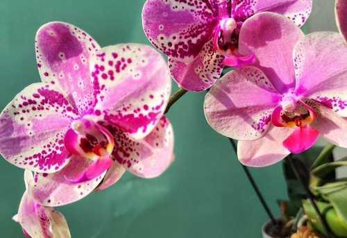 Орхидея frontera/фронтера цветет