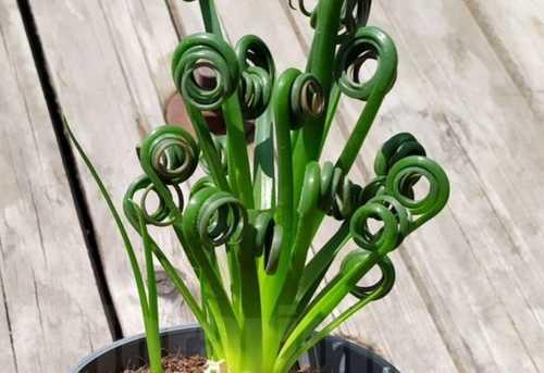 Альбука спиральная - растение с "завивкой"
