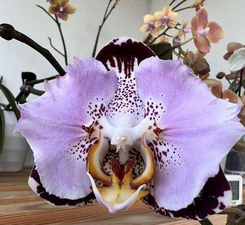 Орхидея фаленопсис бабочка Black Piano размер 3,5