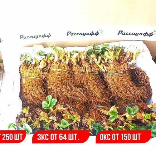 Рассада клубники. Опт от 64 шт