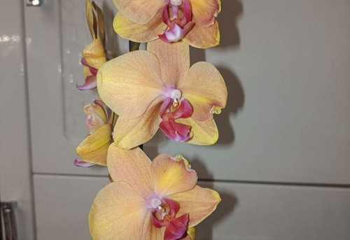 Орхидея фаленопсис полубантик