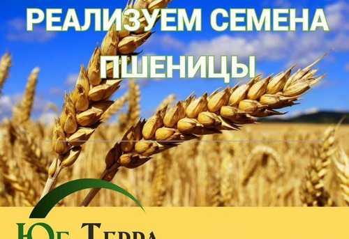 Реализуем семена пшеницы