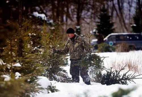 Ель живая, гирлянда в подарок