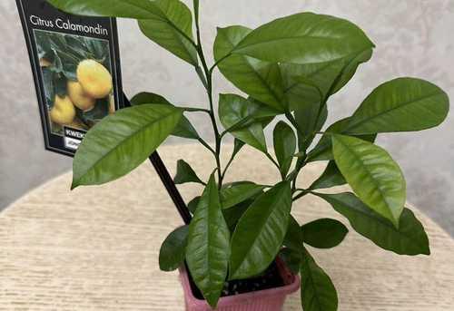 Citrus Calamondin