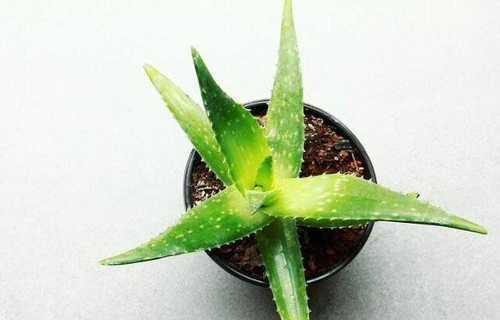 Алоэ пятнистое (Aloe saponaria)