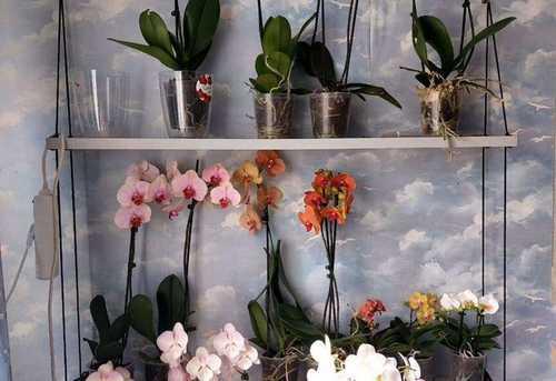 Орхидеи разные, цветет сейчас