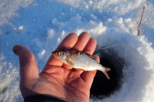 Живец (карась, елец ) для ловли огромной щуки