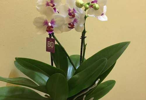 Орхидея фаленопсис 2 ст белое Сорт White Wild