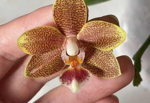 Орхидея фаленопсис Table Masterpice