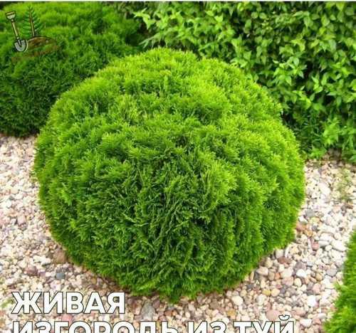 Туя даника с доставкой на участок