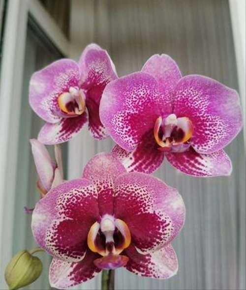 Орхидея фаленопсис dream diamond