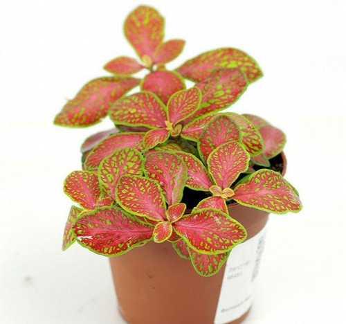 Фиттония Скелетон красная - Fittonia Skeleton Red