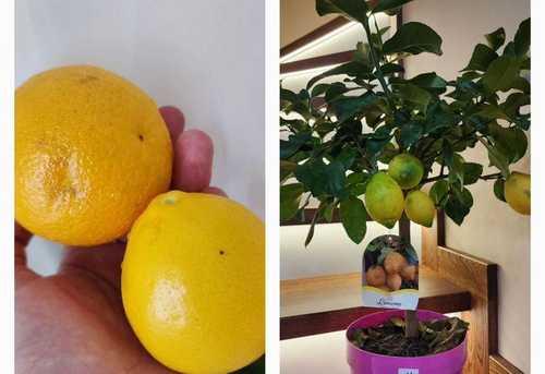 Лимонное дерево привитое Италия