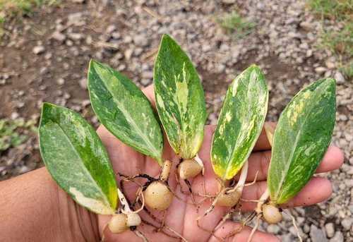 Zamioculcas zamiifolia lemon variegated