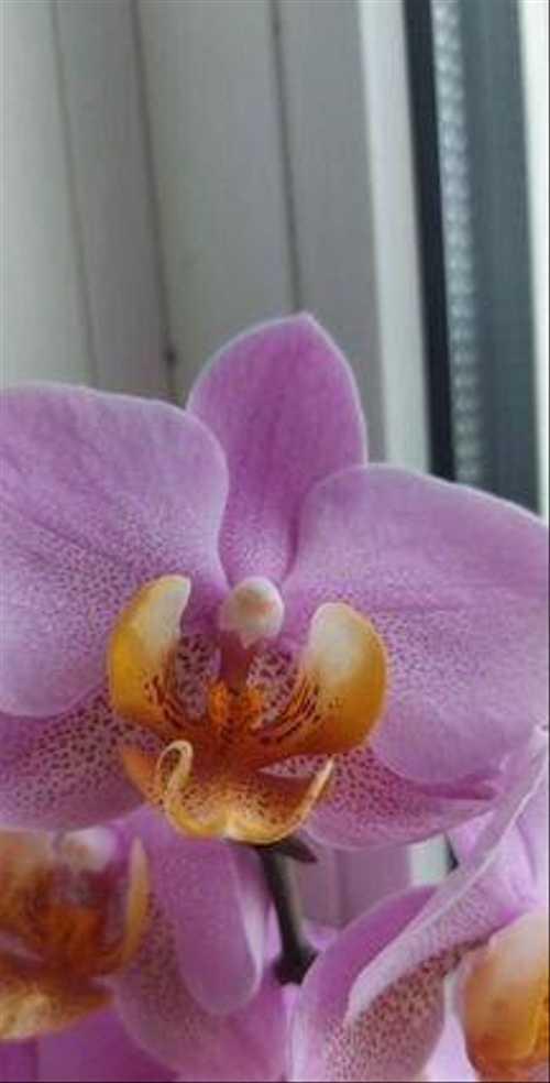 Орхидея фаленопсис реанимация