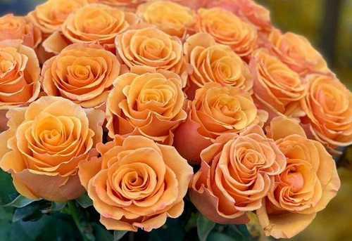 Цветы с оформлением 25, 51, 101 розы Эквадор
