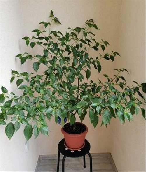 Растение Перец Хабанеро (Habanero Tigerpaw-nr)