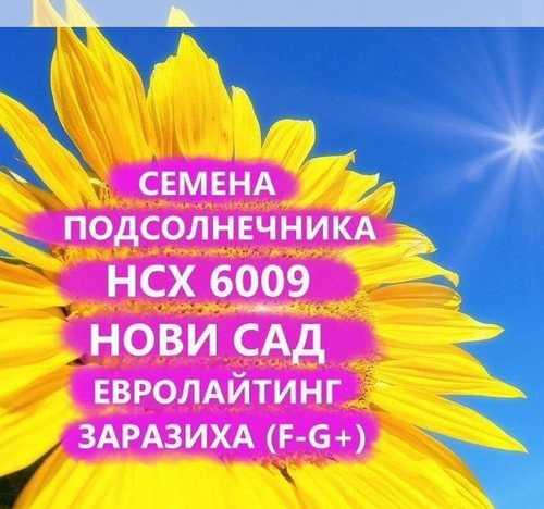 Семена подсолнечника нсх 6009 Гибрид нс, Волгоград