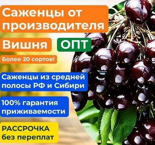 Саженцы вишни. Оптом. Много сортов