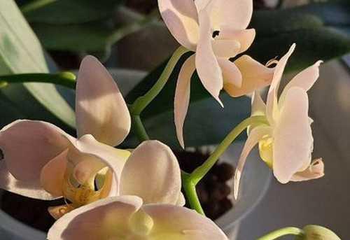 Орхидея фаленопсис бабочка Бургунди