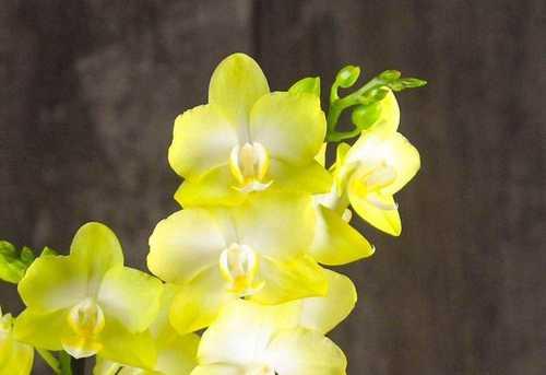 Орхидея Фаленопсис Нежный Лайм 2 ст