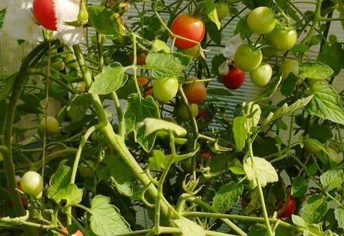 Рассада томатов черри двух сортов