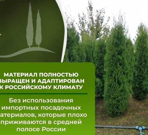 Купить туи оптом