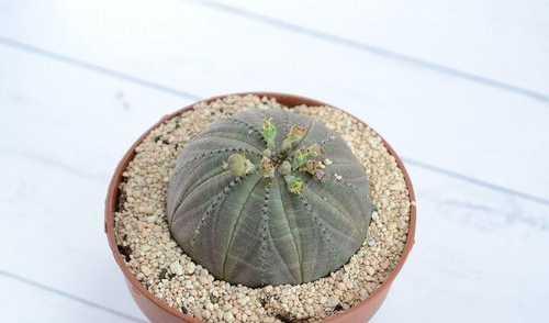 Euphorbia obesa (Молочай Тучный) (SCT29311)