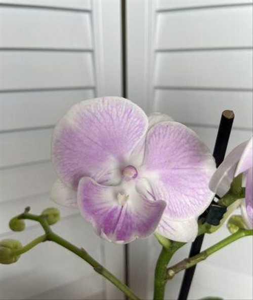 Наблюдать Орхидея фаленопсис Биглип розовый
