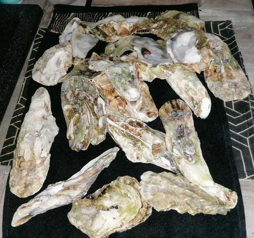 Створки от устриц