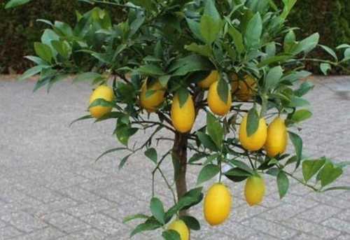 Лимонное дерево привитое