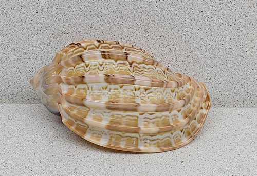 Харпа 9,7 морская ракушка раковина