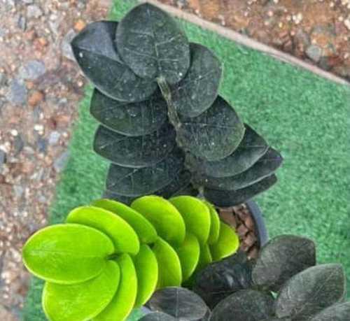 Замиокулькас Black Big Round leaf